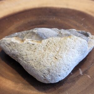 Natural | Accents | Authentic Ancient Fenestella Bryozoan Fossil ...